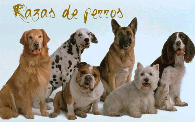 Como escoger el Perro Ideal: Tipos de Razas